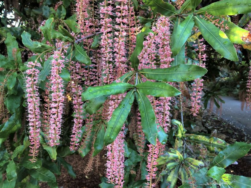 Macadamia tetraphylla - Macadamia Nut, Rough-shelled Macadamia, Rough ...