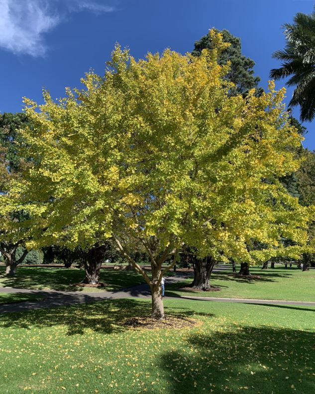Ginkgo biloba - yin xing, Maidenhair Tree | Royal Botanic Garden Sydney