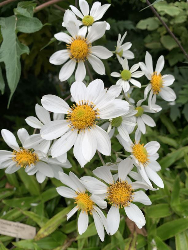 Montanoa grandiflora - tree daisy, daisy tree | Royal Botanic Garden Sydney