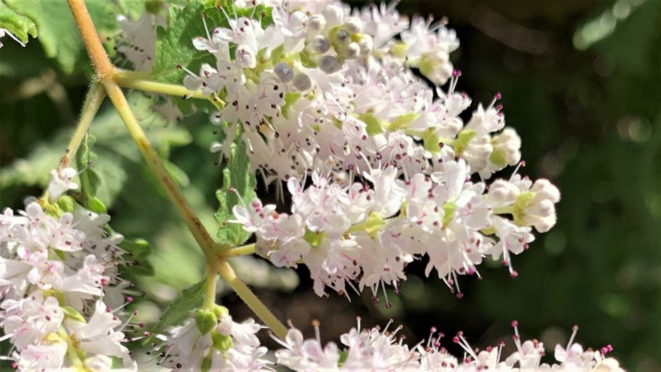 Tetradenia riparia - Watersalie, Misty Plume Bush, Musk Bush, Ginger ...