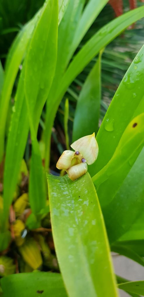Maxillaria egertoniana | Royal Botanic Garden Sydney