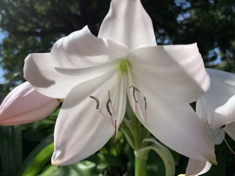 Crinum moorei - Natal Lily | Royal Botanic Garden Sydney