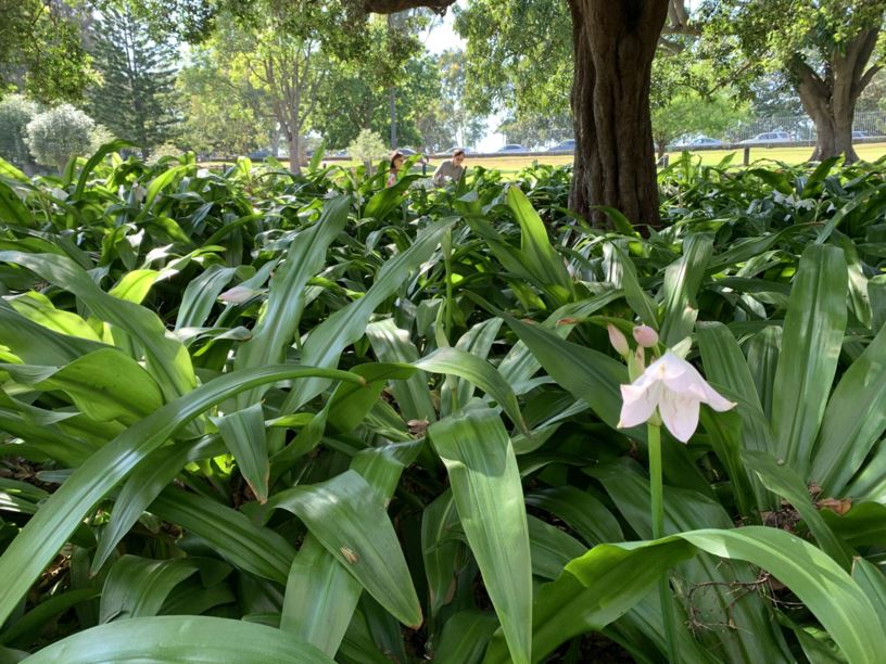 Crinum moorei - Natal Lily | Royal Botanic Garden Sydney