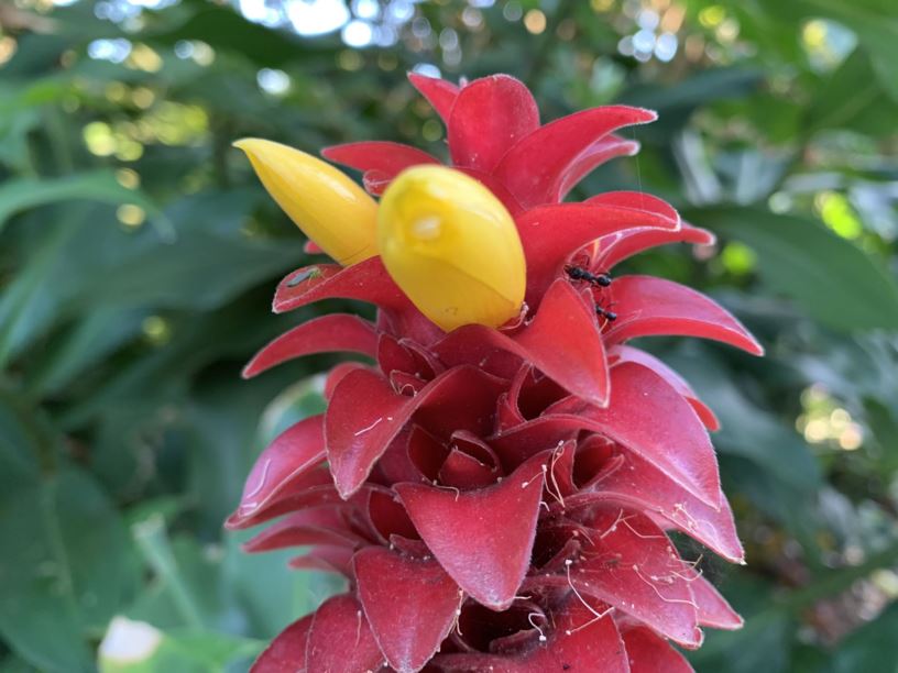 Costus comosus var. bakeri - Red Spiral Ginger | Royal Botanic Garden ...