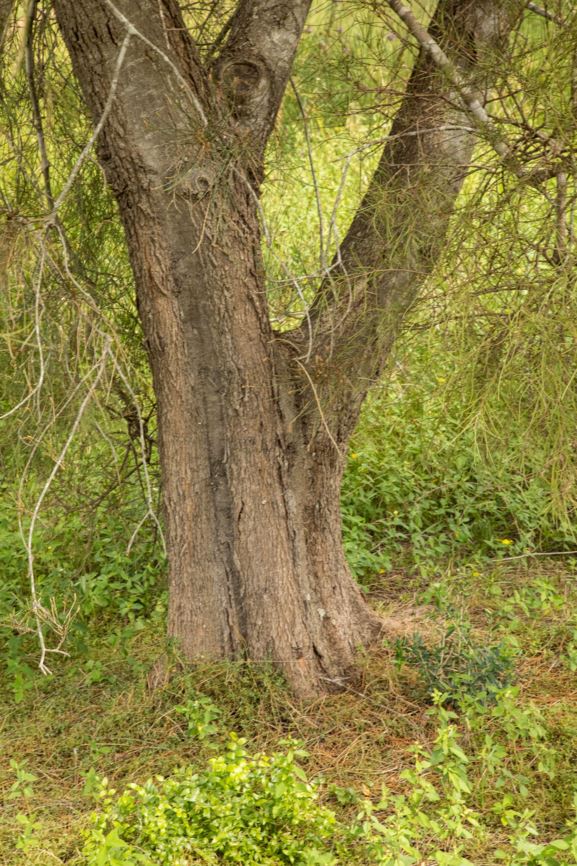Casuarina obesa - Swamp Sheoak, Swamp Oak, Western Swamp Oak | Royal ...