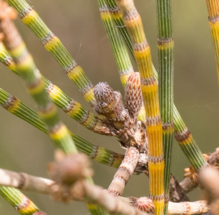 Casuarina obesa - Swamp Sheoak, Swamp Oak, Western Swamp Oak | Royal ...