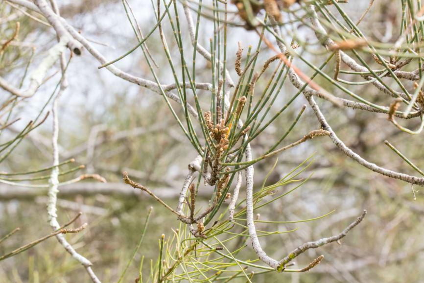 Casuarina obesa - Swamp Sheoak, Swamp Oak, Western Swamp Oak | Royal ...