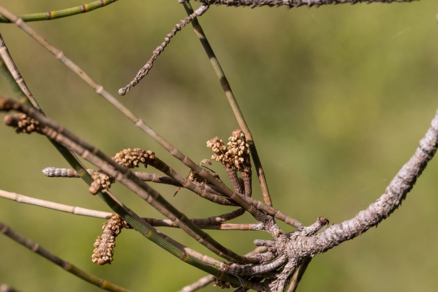 Casuarina obesa - Swamp Sheoak, Swamp Oak, Western Swamp Oak | The ...