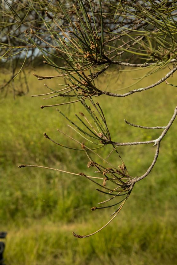 Casuarina obesa - Swamp Sheoak, Swamp Oak, Western Swamp Oak | Royal ...
