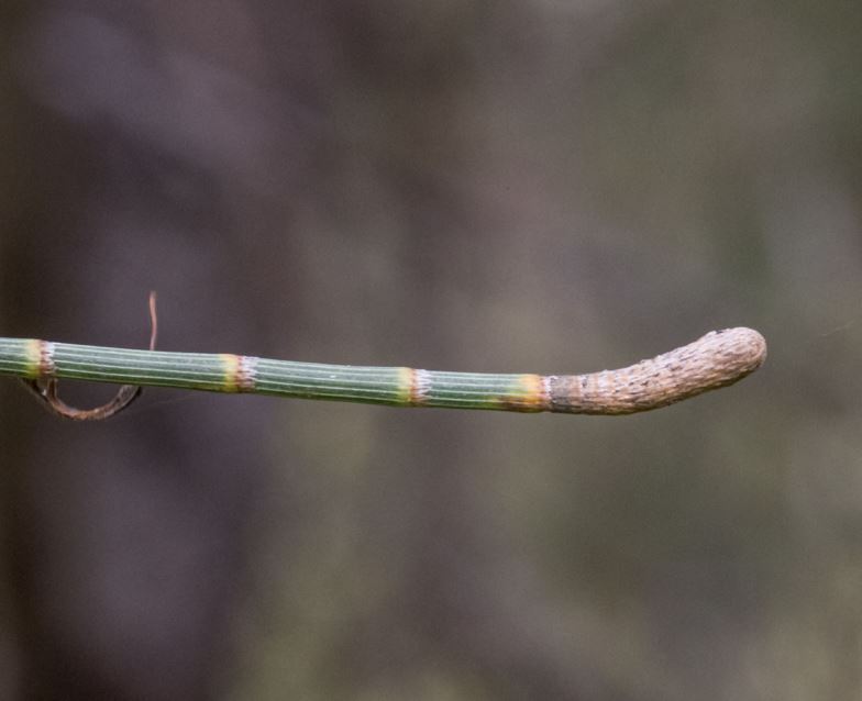 Casuarina obesa - Swamp Sheoak, Swamp Oak, Western Swamp Oak | The ...