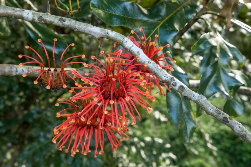 Stenocarpus sinuatus - Firewheel Tree, Fire Tree | Royal Botanic Garden ...