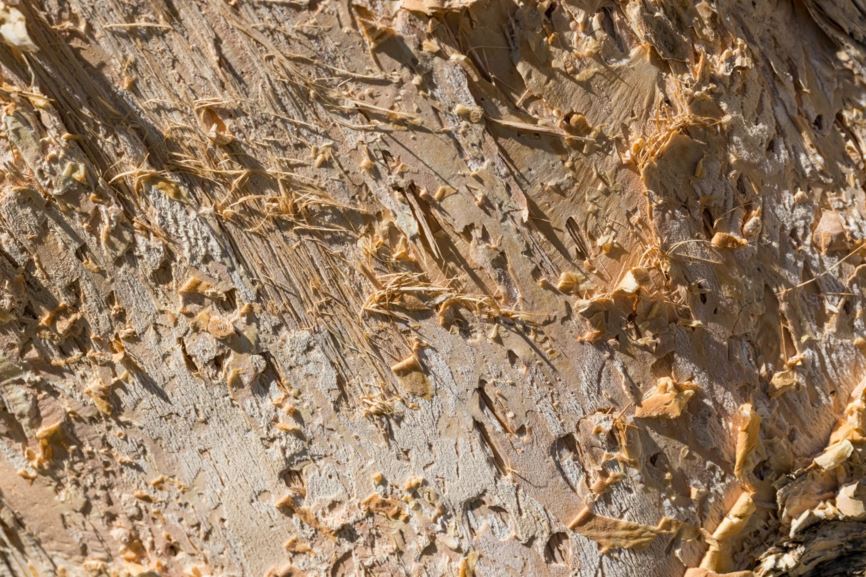 Melaleuca leucadendra - Weeping Paperbark | Royal Botanic Garden Sydney