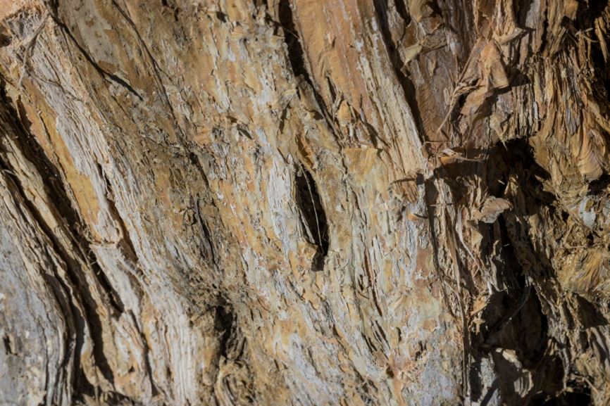 Melaleuca leucadendra - Weeping Paperbark | Royal Botanic Garden Sydney