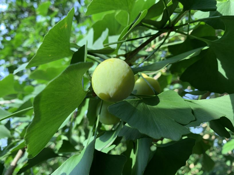 Ginkgo biloba - yin xing, Maidenhair Tree | Royal Botanic Garden Sydney