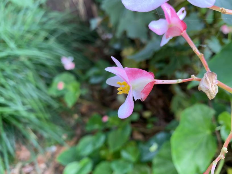 Begonia minor | Royal Botanic Garden Sydney