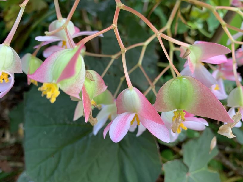 Begonia minor | Royal Botanic Garden Sydney