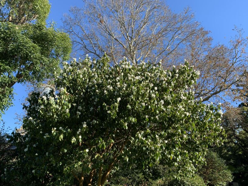 Camellia grijsii | Royal Botanic Garden Sydney