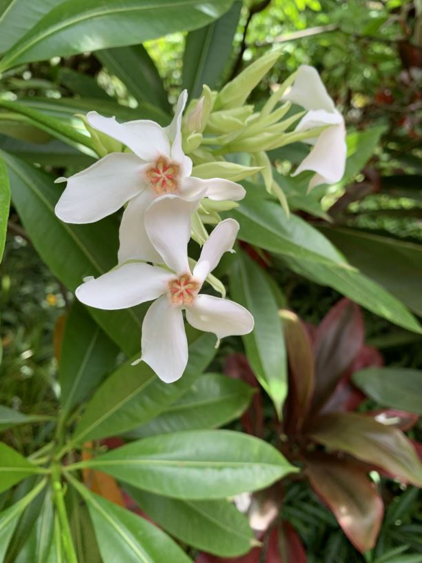 Cerbera floribunda - cassowary plum, rubber tree, grey milkwood | Royal ...