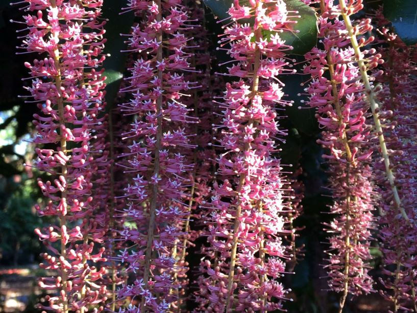 Macadamia tetraphylla - Macadamia Nut, Rough-shelled Macadamia, Rough ...