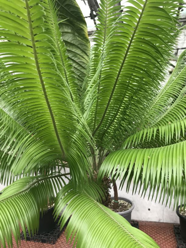 Microcycas calocoma - Cork Palm | Royal Botanic Garden Sydney
