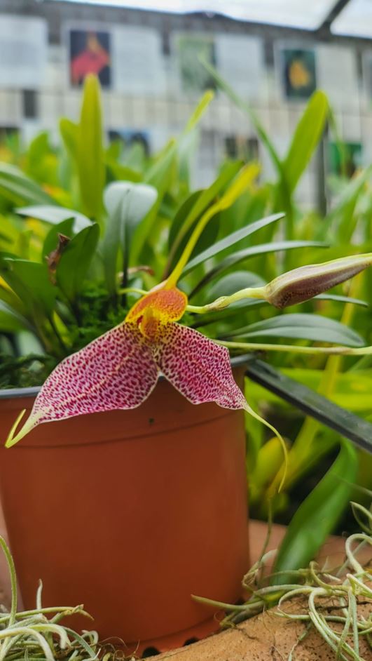 Masdevallia triangularis | Royal Botanic Garden Sydney