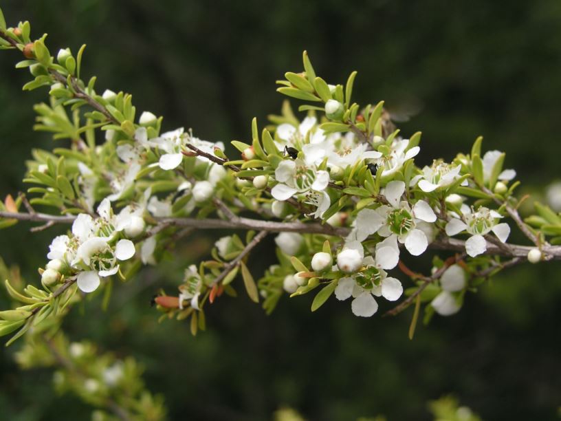 Leptospermum polygalifolium - Jellybush, Tantoon | Royal Botanic Garden ...