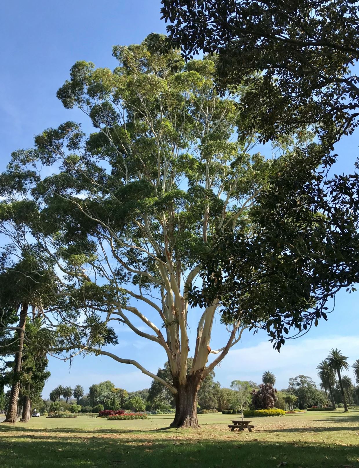 Eucalyptus saligna - Sydney blue gum | Royal Botanic Garden Sydney