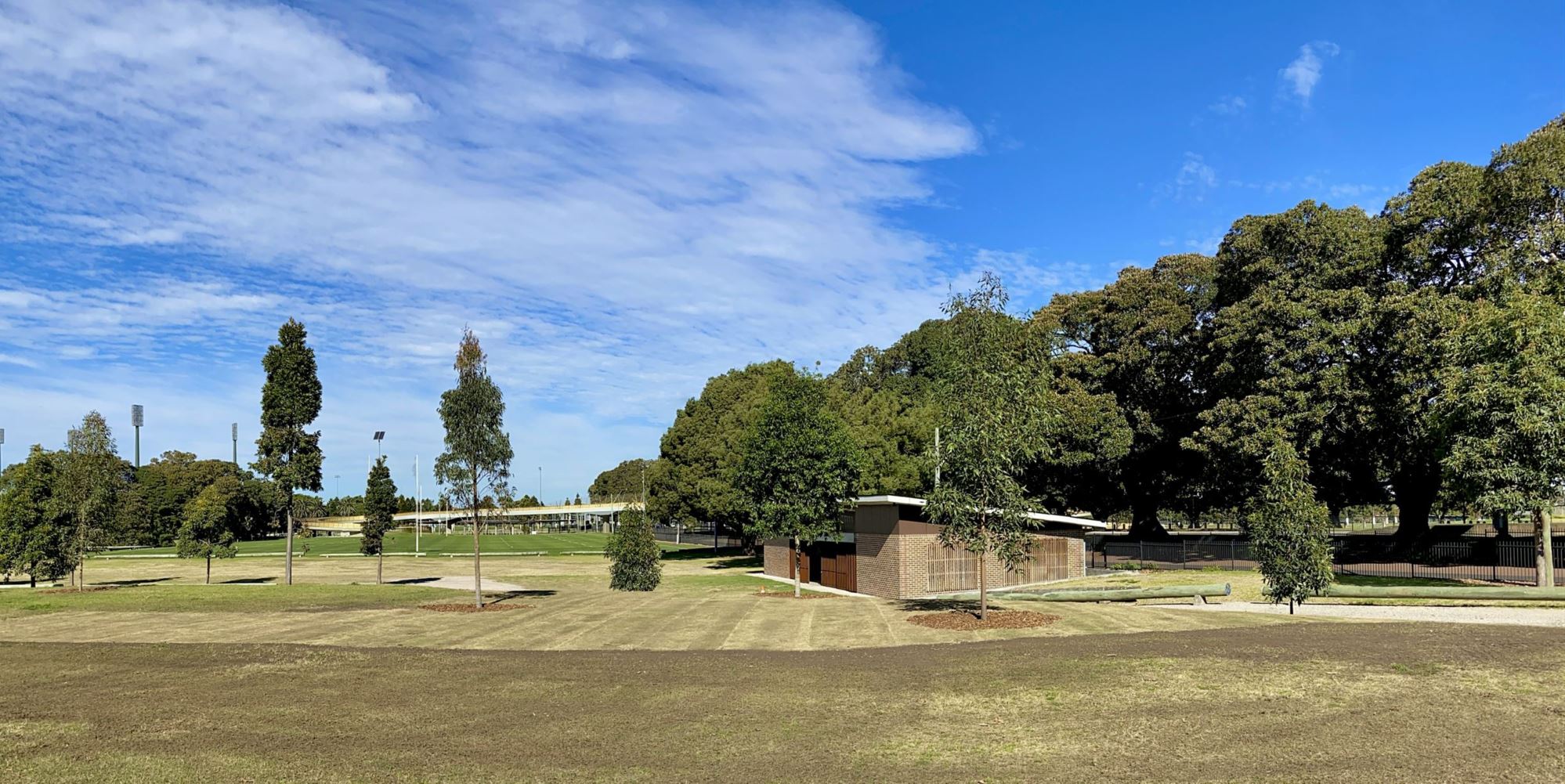 Corymbia citriodora - Lemon-scented Gum | Royal Botanic Garden Sydney