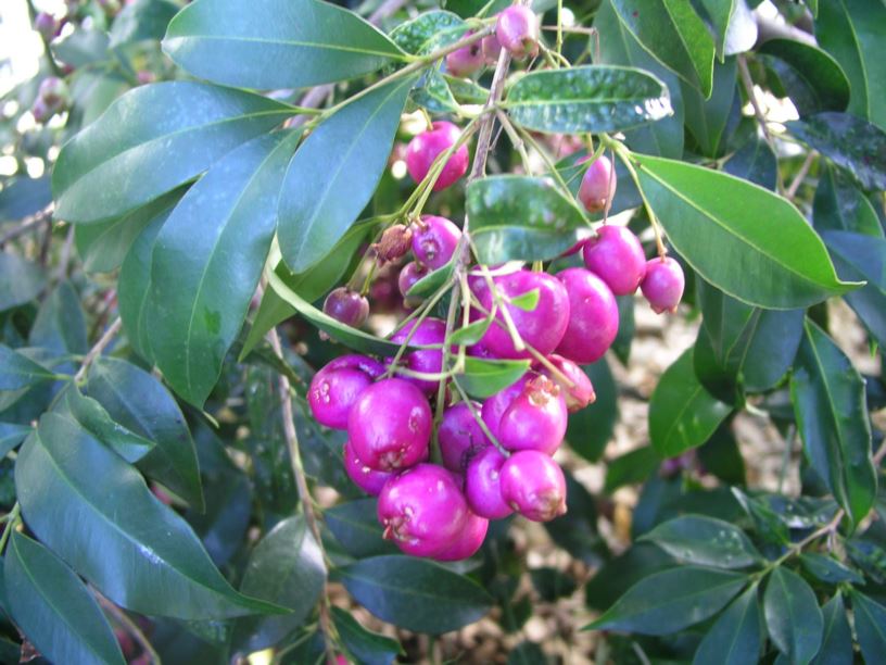 Syzygium paniculatum - Brush Cherry, Daguba (Cadigal), Magenta Lilly ...