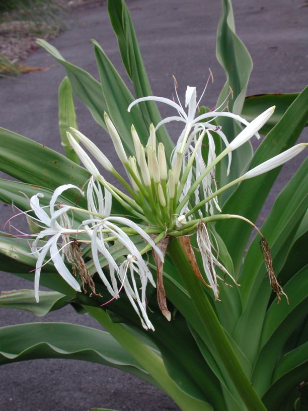 Crinum pedunculatum - Swamp Lily, River Lily, Stream Lily | Royal ...