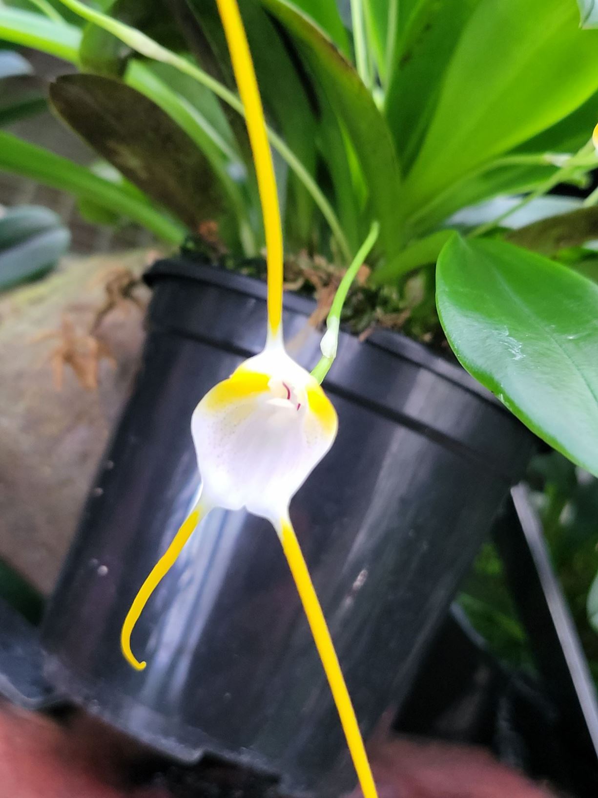 Masdevallia mejiana - Mejia's Masdevallia | Royal Botanic Garden Sydney