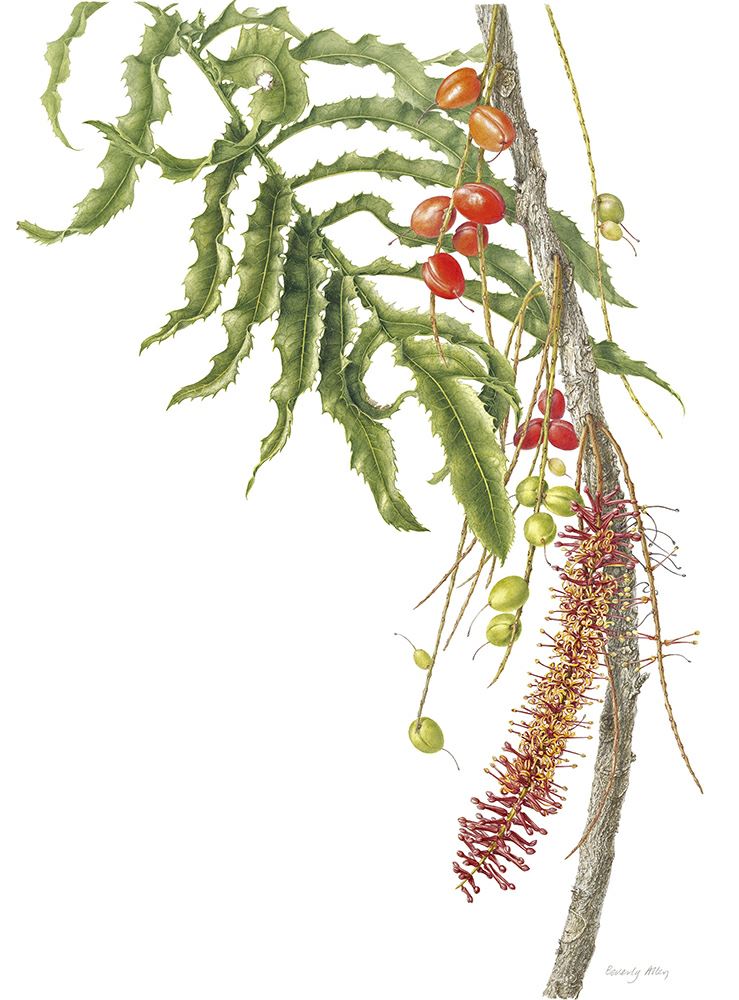 Hicksbeachia pinnatifolia - Bopple Nut, Ivory Silky Oak, Red Bopple Nut ...