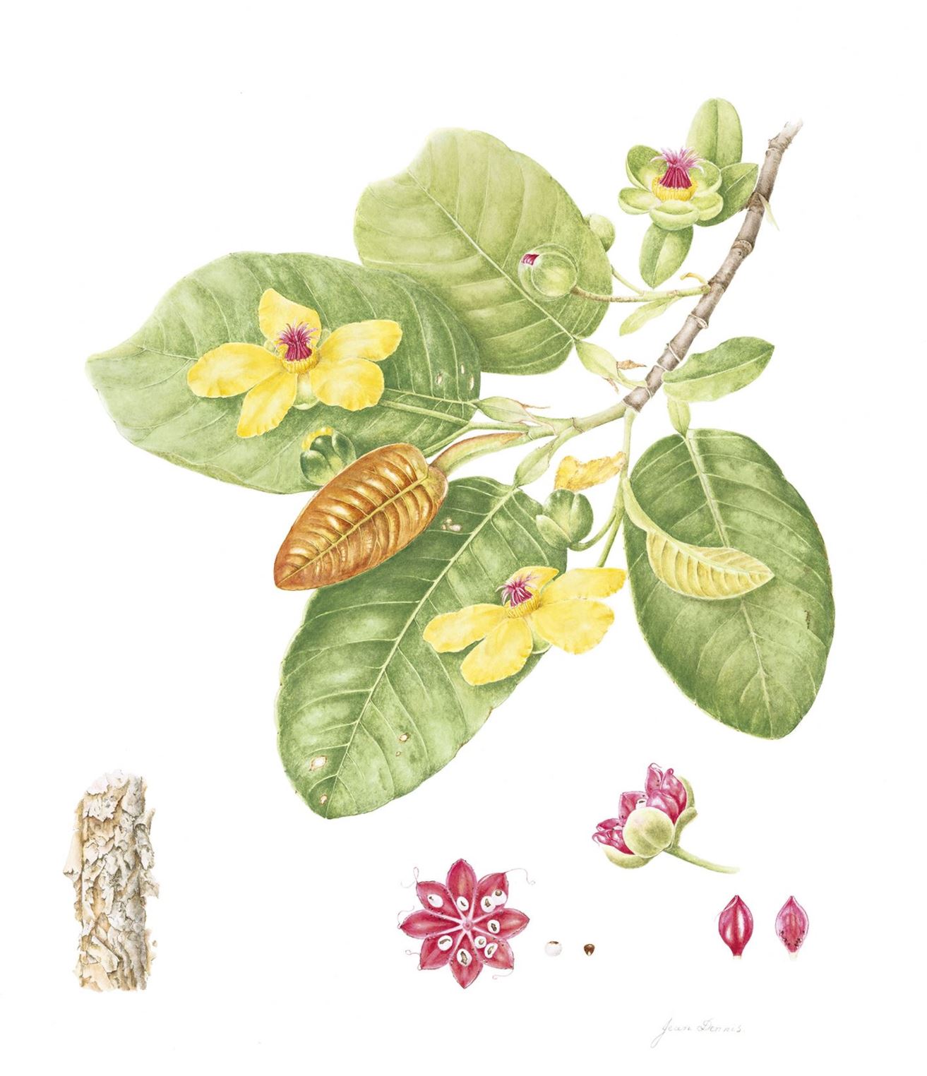 Dillenia alata - Golden Guinea Tree | Royal Botanic Garden Sydney