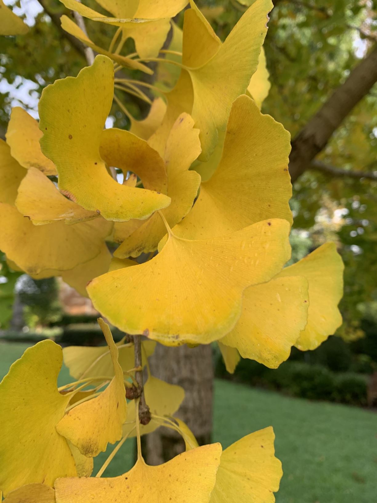 Ginkgo biloba - yin xing, Maidenhair Tree | Royal Botanic Garden Sydney