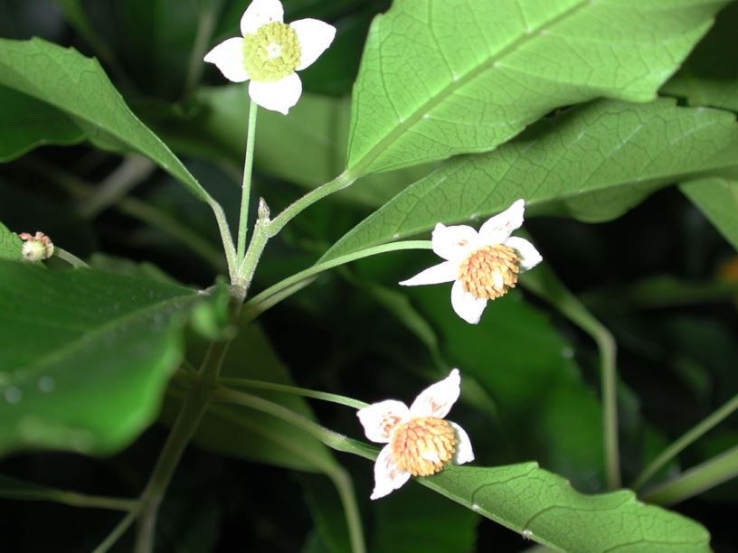 Sloanea woollsii - Yellow Carabeen, Carribin, Grey Carrobean, Carabeen ...