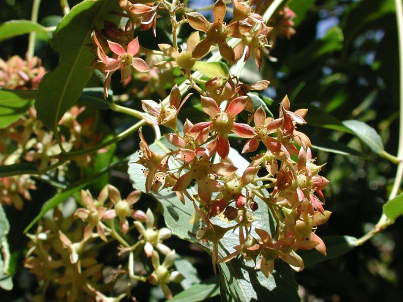 Ceratopetalum apetalum - Coachwood | Royal Botanic Garden Sydney