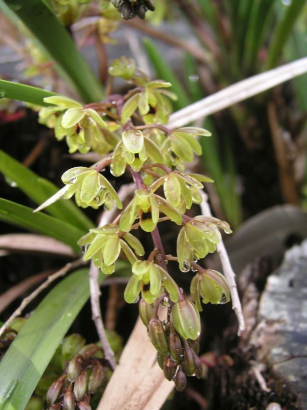 Cymbidium suave - Snake Orchid | Royal Botanic Garden Sydney