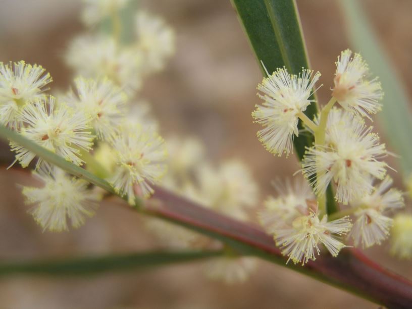 Acacia suaveolens - Sweet Wattle | Royal Botanic Garden Sydney