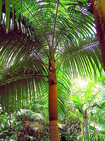 Acanthophoenix rubra - palmiste rouge, barbel palm | Royal Botanic ...