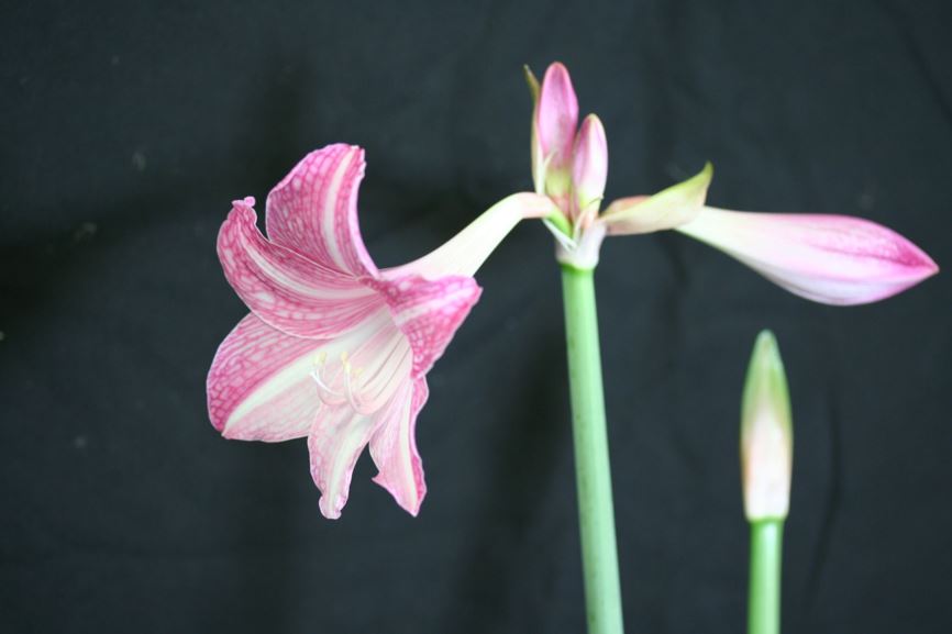 Hippeastrum reticulatum | Royal Botanic Garden Sydney