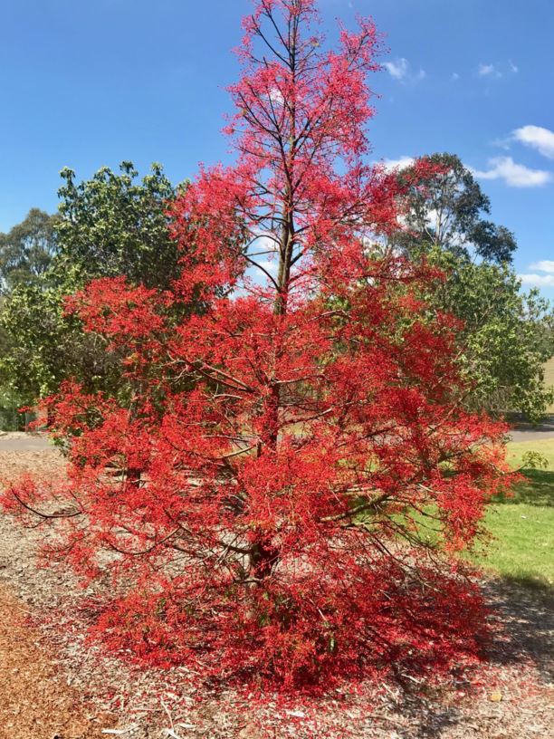 Brachychiton acerifolius - flame tree, Illawarra flame tree | Royal ...