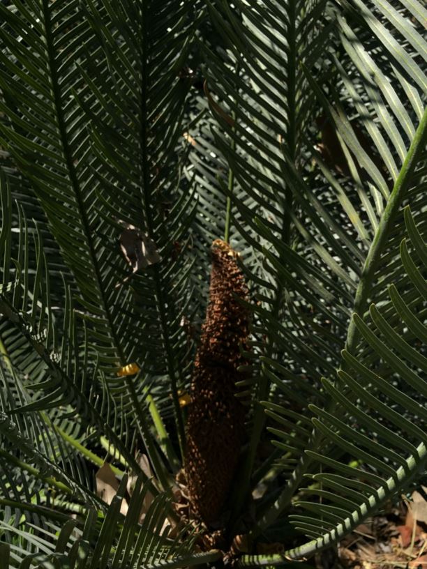 Cycas basaltica - Zamia Palm | Royal Botanic Garden Sydney