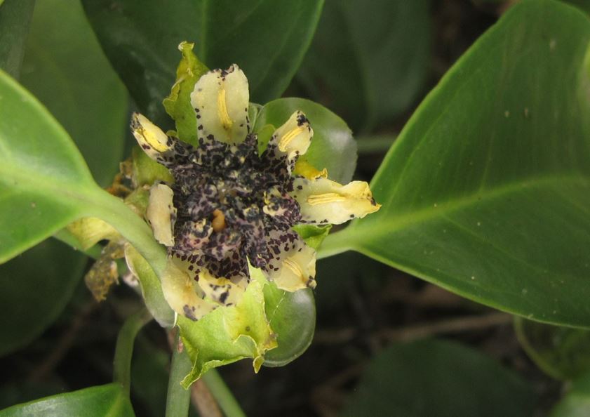 Austrobaileya scandens | Royal Botanic Garden Sydney