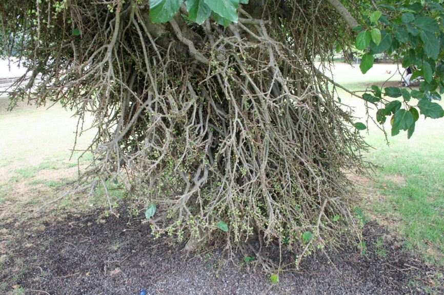 Ficus sur - cape fig, broom cluster fig | Royal Botanic Garden Sydney
