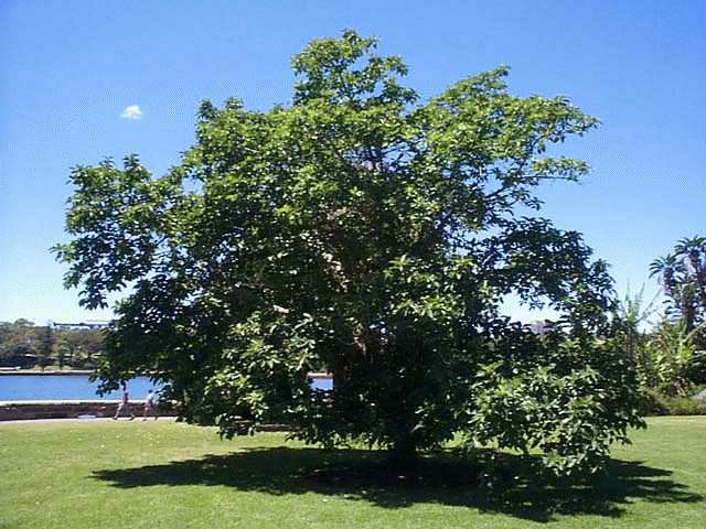 Ficus sur - cape fig, broom cluster fig | Royal Botanic Garden Sydney