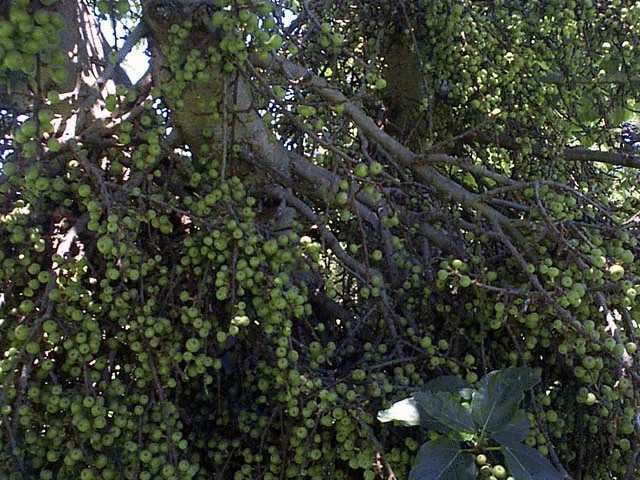 Ficus sur - cape fig, broom cluster fig | Royal Botanic Garden Sydney