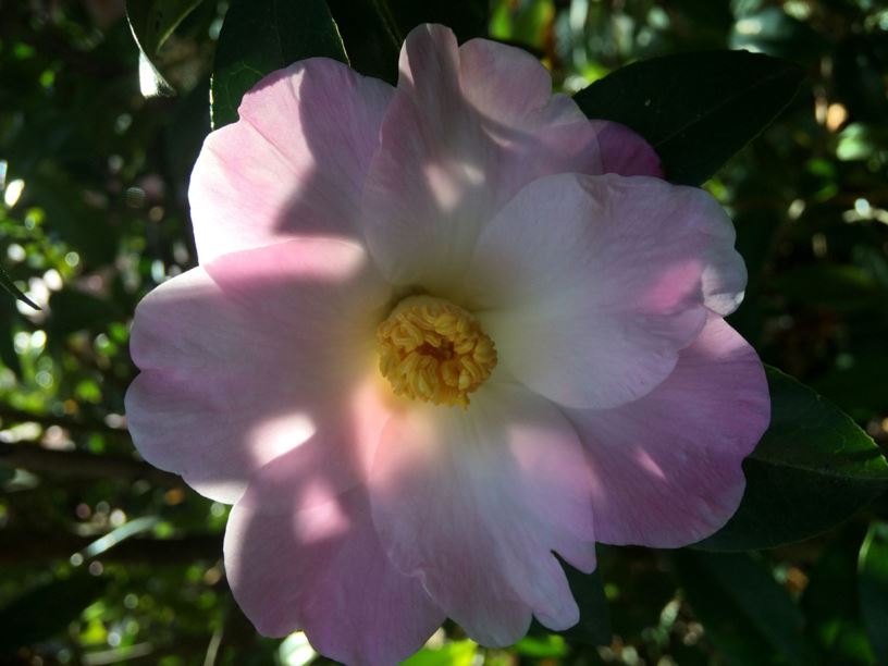 Camellia 'Reflecting Wave' | Royal Botanic Garden Sydney