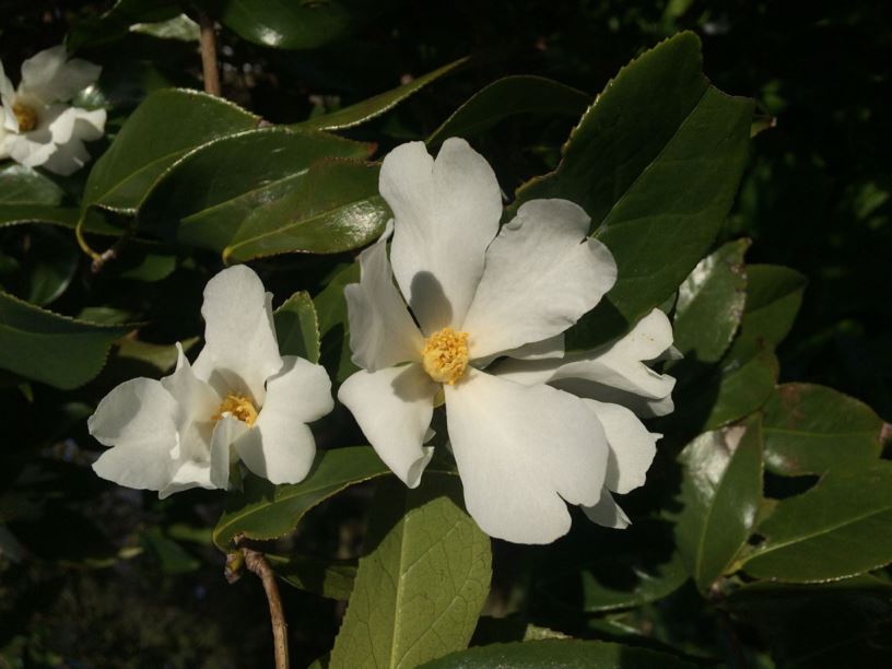 Camellia grijsii | Royal Botanic Garden Sydney