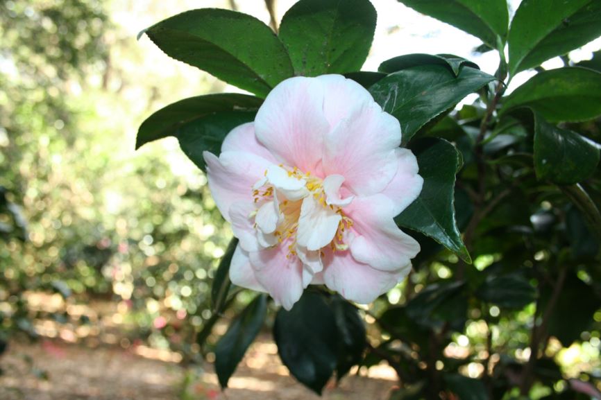 Camellia japonica 'Cho-cho-san' | Royal Botanic Garden Sydney