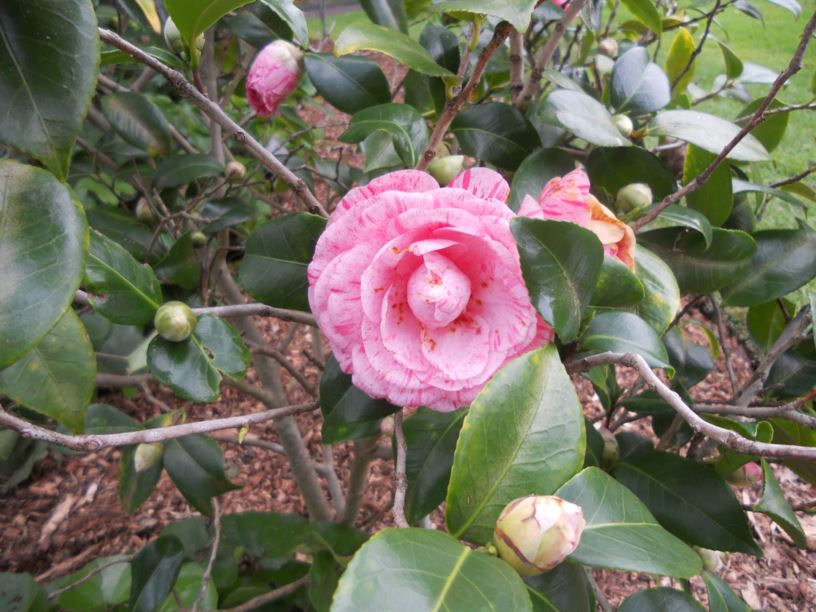 Camellia japonica 'Roma Risorta' | Royal Botanic Garden Sydney